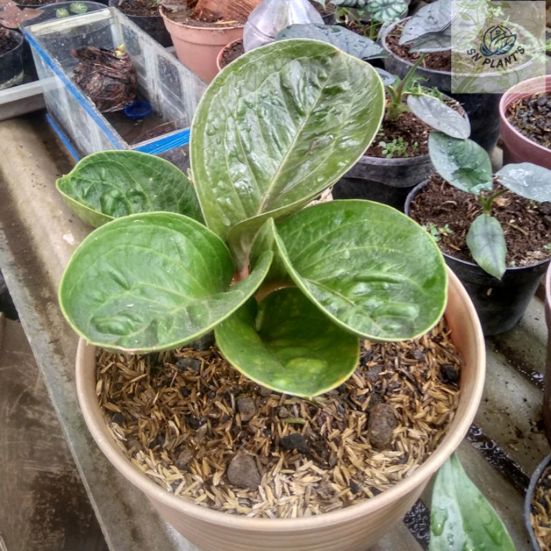 Jual Anturium jemani mangkok pluto. | Shopee Indonesia