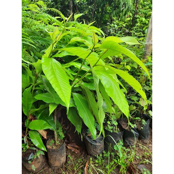 Jual Bunga Kantil Kuning Berbunga Cepat 1 METER BATANG BESAR | Shopee ...