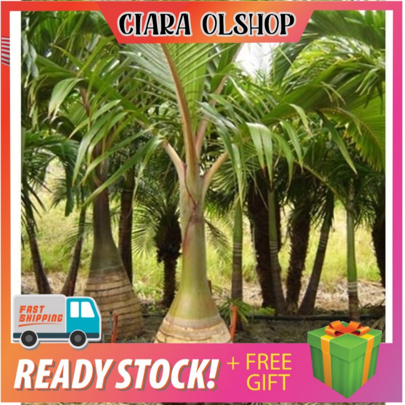 Jual tanaman hias palem botol merah | Shopee Indonesia