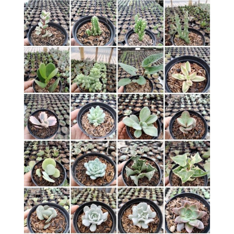 Jual sekulen mini murah | Shopee Indonesia