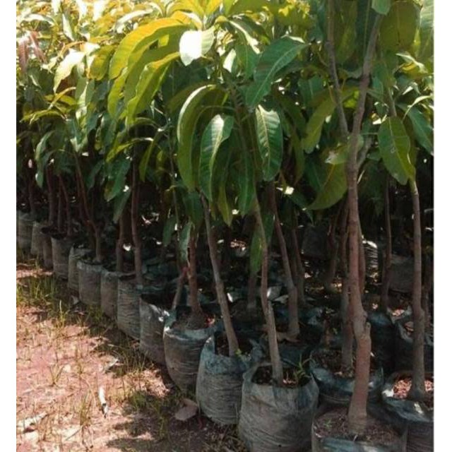 Jual 4 batang bibit mangga istimewa | Shopee Indonesia