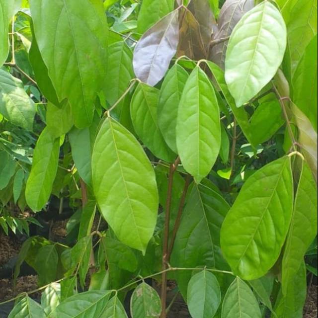 Jual Pohon jengkol / benih herbal / hiasan taman | Shopee Indonesia