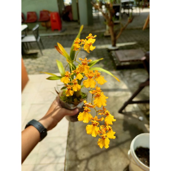 Jual Anggrek Oncidium Golden Shower | Shopee Indonesia