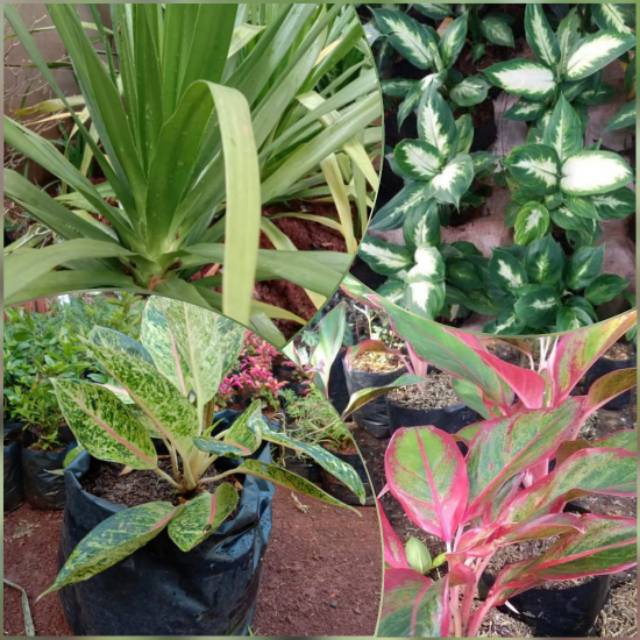 Jual Paket tanaman hias aglonema,pandan bali | Shopee Indonesia