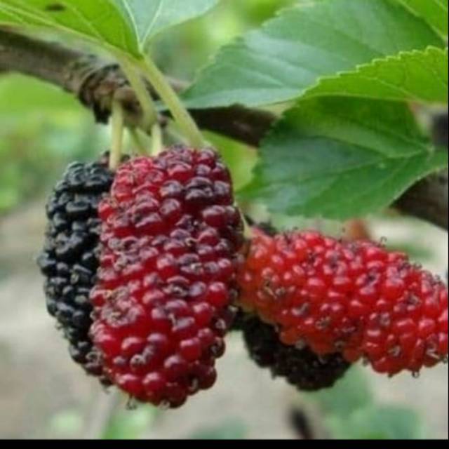 Jual Tanaman bibit buah murbei ( sudah berbuah ) | Shopee Indonesia