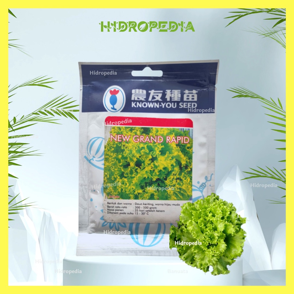 Jual Benih Bibit Selada New Grand Rapid (Isi 10 gr) Known You Seed Berkualitas Hidropedia ...