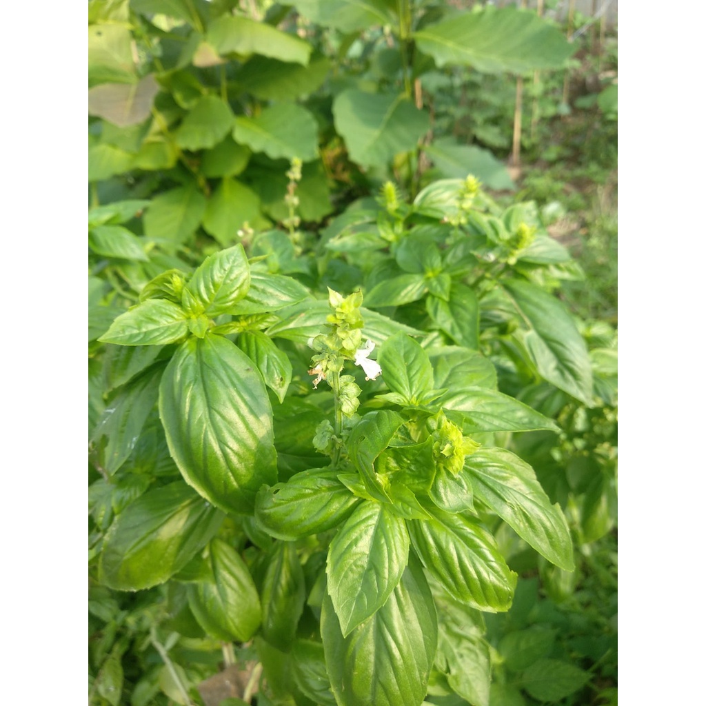 Jual Benih Basil | Shopee Indonesia