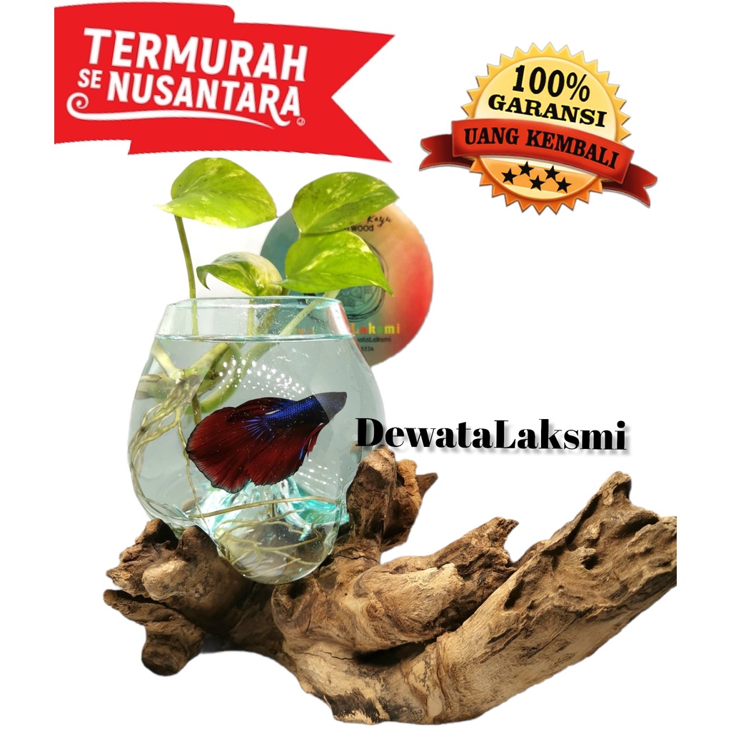 Jual Aquarium mini | aquarium cupang | aquarium tiup | aqarium akar ...
