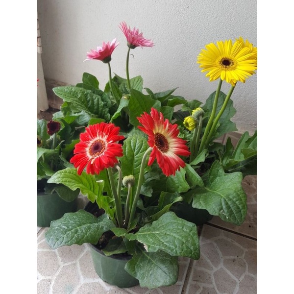 Jual Paketan tanaman hias gerbera 3 varian warna (Ping Salem, merah ...