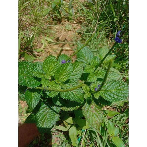 Jual Daun Pecut Kuda segar/Stachytarpheta jamaicensis 1kg | Shopee ...
