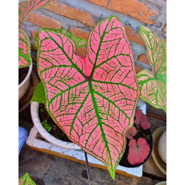 Jual Bunga Caladium pinky green ( bonggol ) | Shopee Indonesia