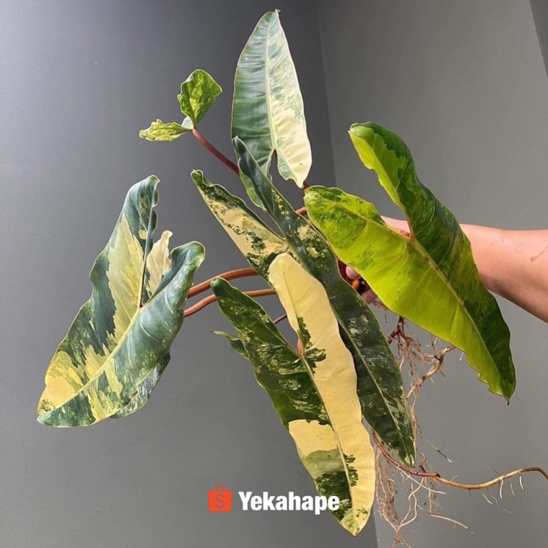 Jual Limited stock Philo_Billitae Var good Quality | Shopee Indonesia