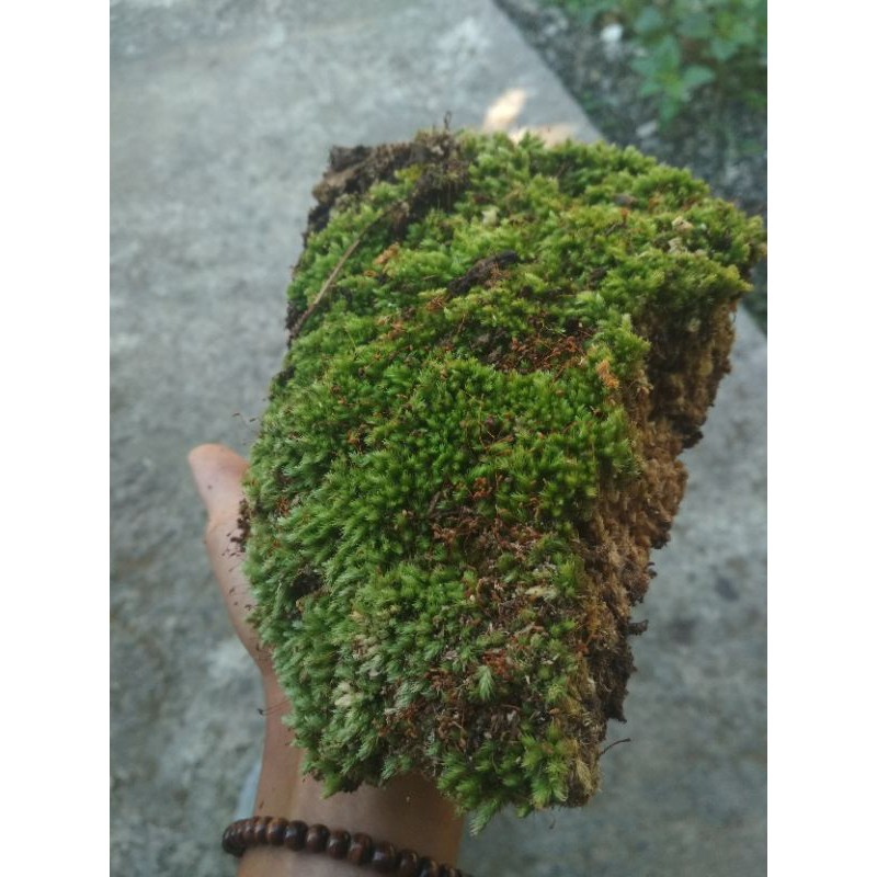 Jual moss hutan untuk media tanam yang sangat baik alokasia untuk ...
