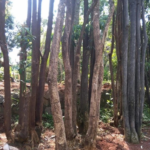 Jual Pohon Pule Ukuran 6-7 meter - Pohon Pulai Peneduh Tropis | Shopee ...