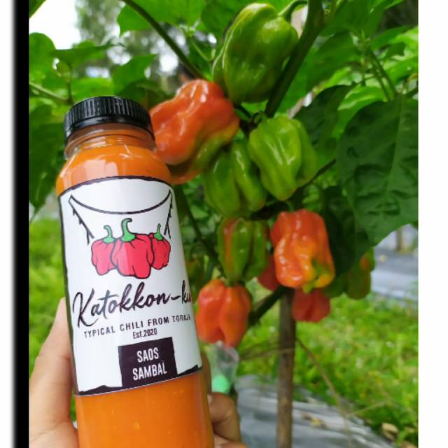 Jual Saos Sambal Kattokon (Pedas ) | Shopee Indonesia