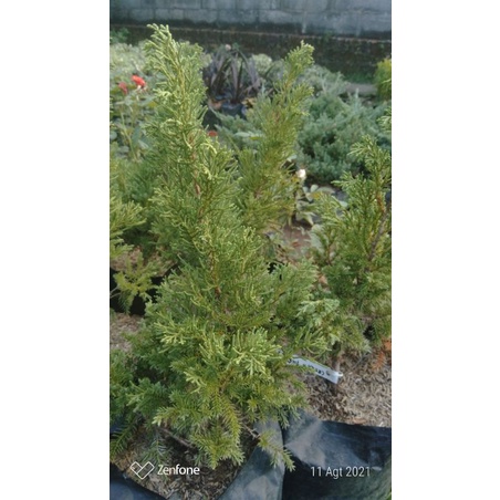 Jual Cemara Papua | Shopee Indonesia