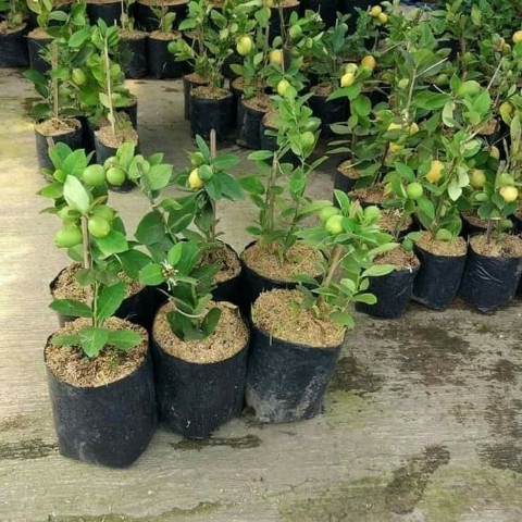 Jual Tanaman Jeruk Lemon Sudah Berbuah Asli + bonus bibit jeruk purut ...