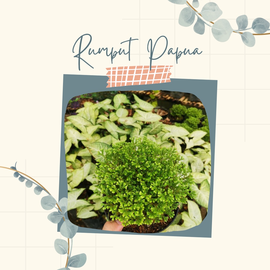 Jual Rumput Papua Tanaman Hias Rumput Papua rumput papua Rumput Papua ...