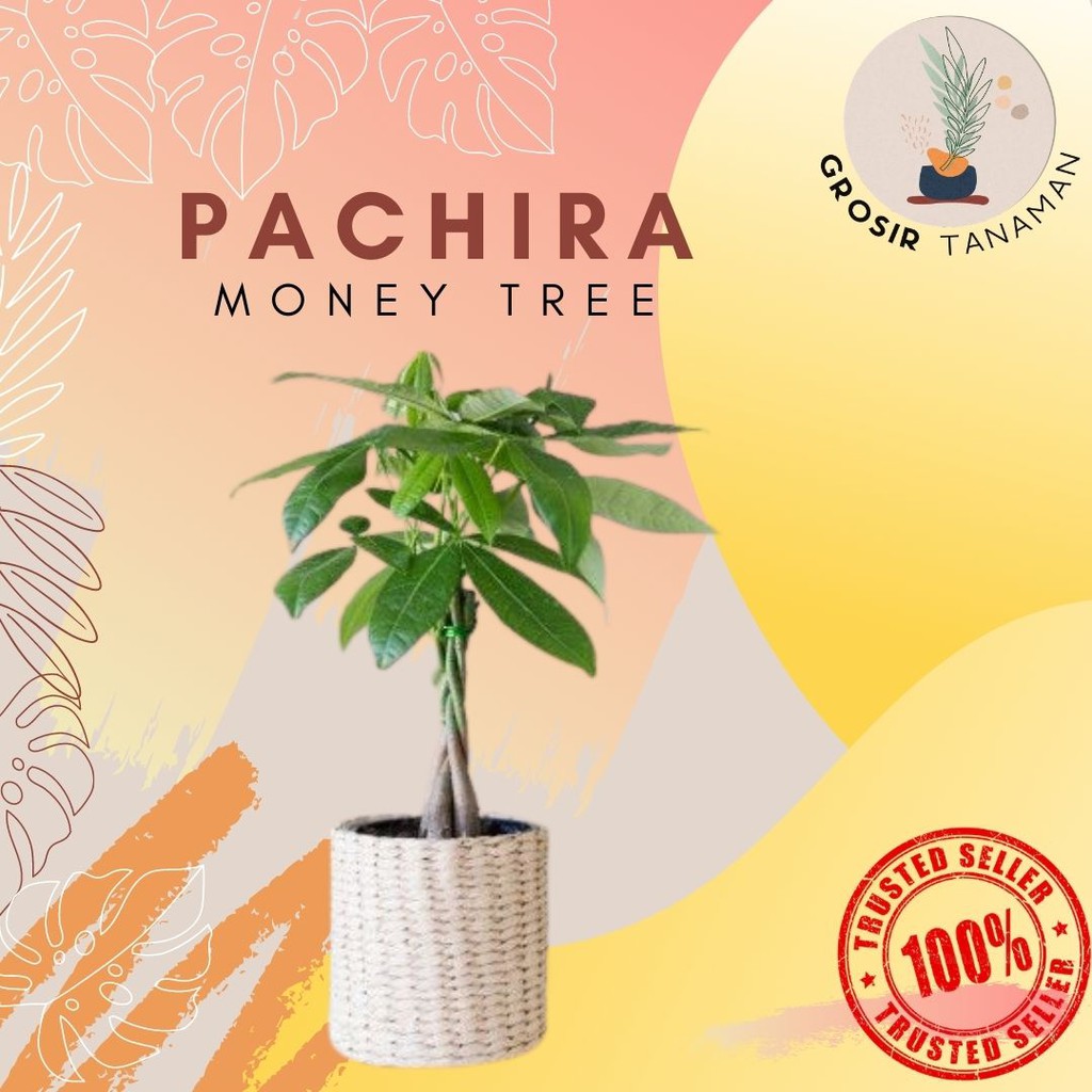 Jual Tanaman Pachira Aquatica Money Tree Pohon Uang | Shopee Indonesia