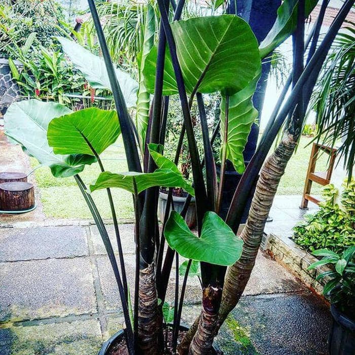 Jual Tanaman Hias Sente Hitam Bali (alocasia flumbea) | Shopee Indonesia