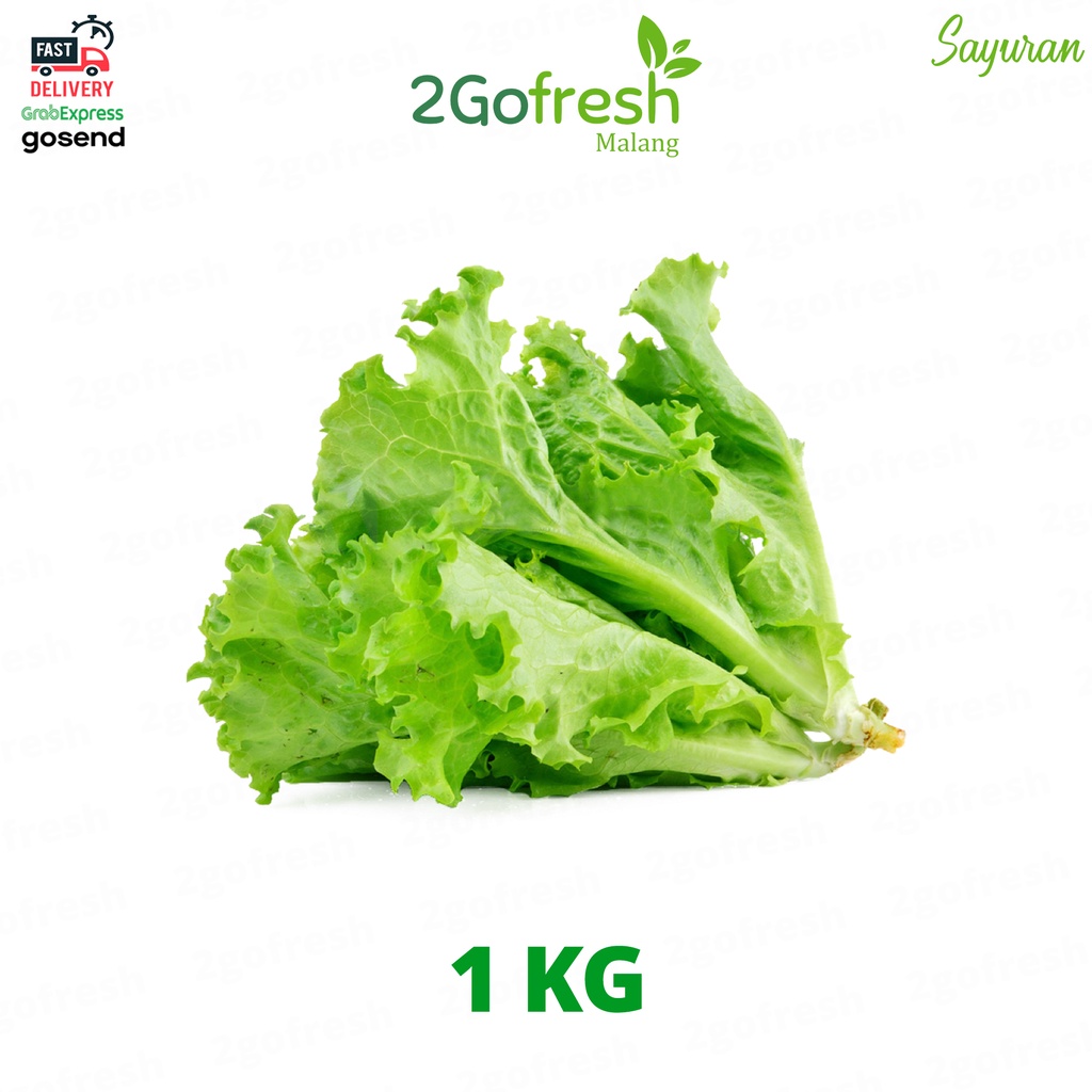 Jual Daun Slada/ Selada/ Lettuce Fresh - Sayur Sayuran | Shopee Indonesia