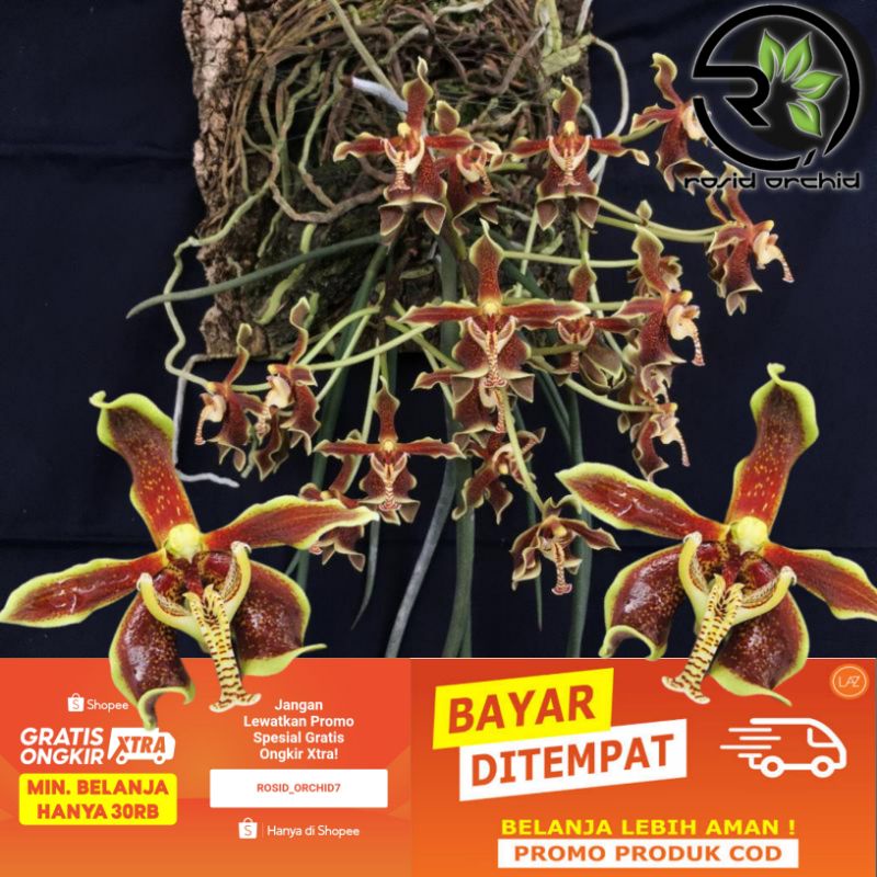 Jual Anggrek Hutan Pharapalaenopsis Labukensis endemik pulau kalimantan ...