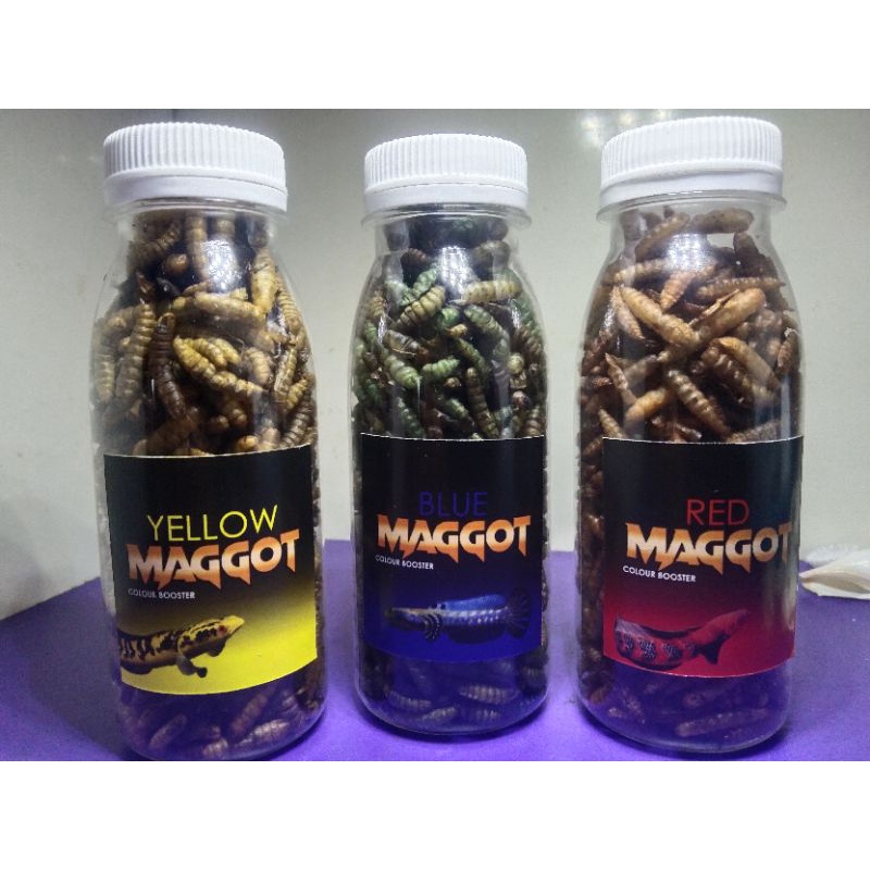 Jual MAGGOT KERING / BLUE / RED / YELLOW / BLACK MAGGOT BOOSTER COLOUR ...
