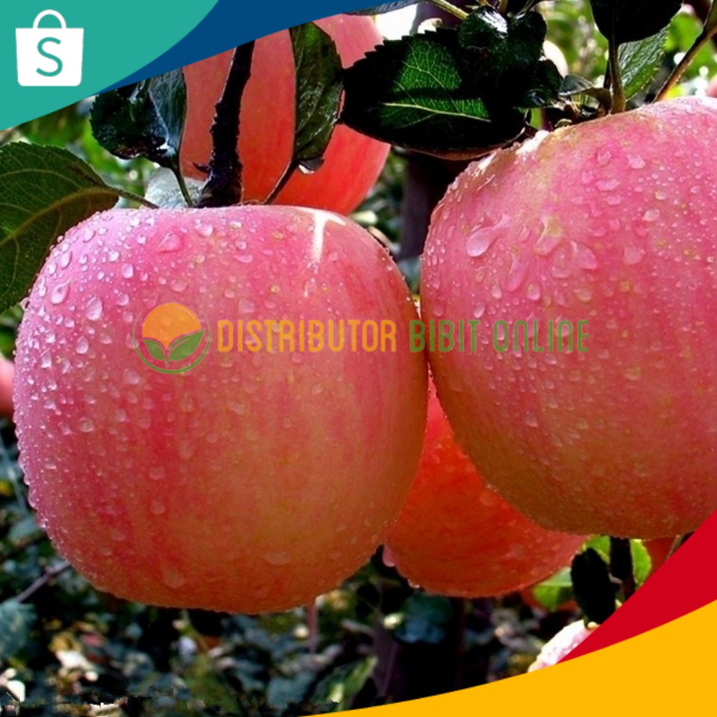 Jual Bibit Apel Fuji Import Hasil Cangkok Cepat Berbuah | Shopee Indonesia
