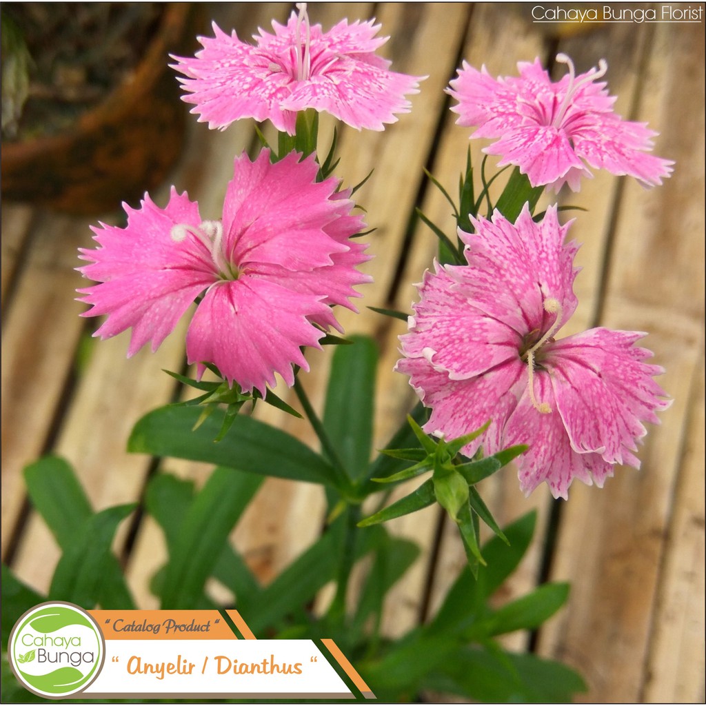 Jual Tanaman Hias Bunga Anyelir Pink | Shopee Indonesia