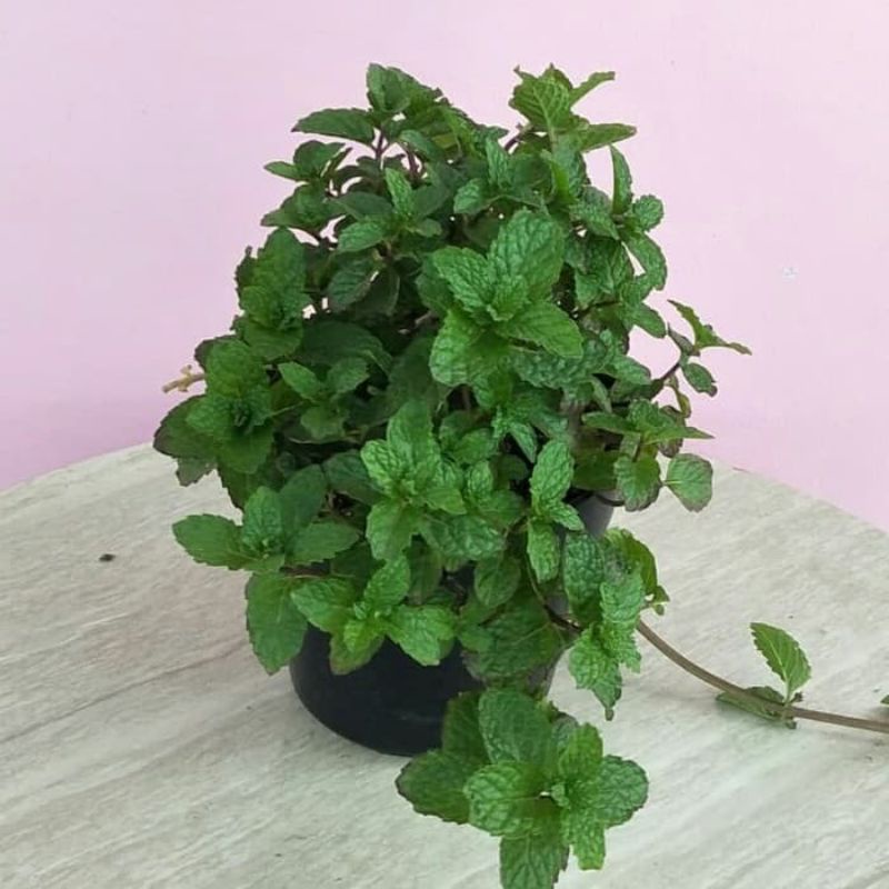 Jual Bibit Tanaman Daun Mint | Shopee Indonesia
