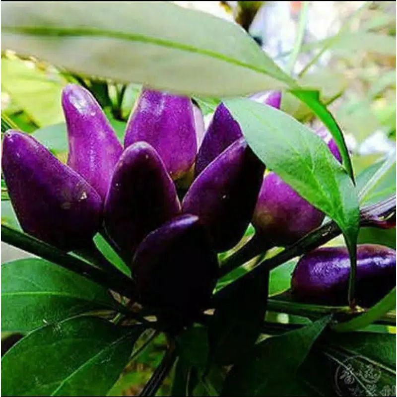 Jual Tanaman Cabai Ungu | Shopee Indonesia