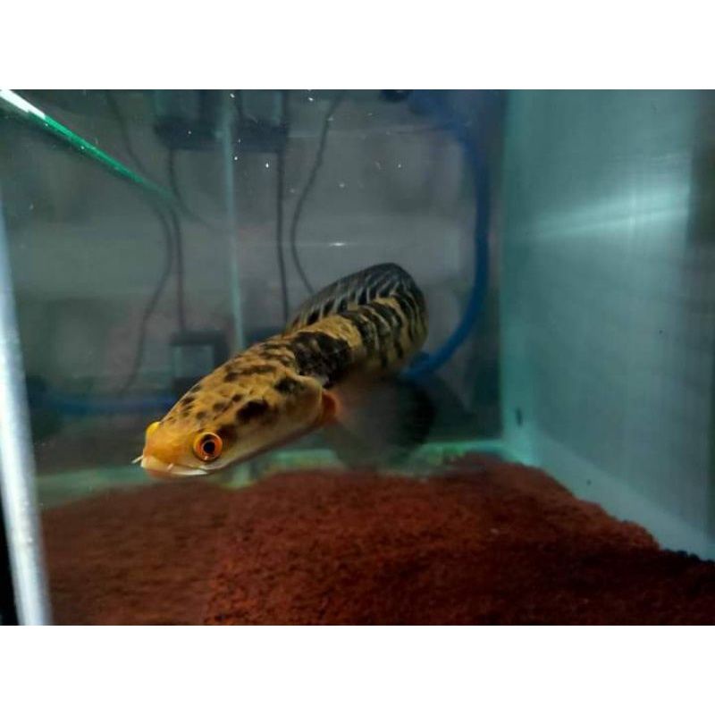 Jual CHANNA YELLOW SENTARUM GRADE AA (MATA MERAH) | Shopee Indonesia