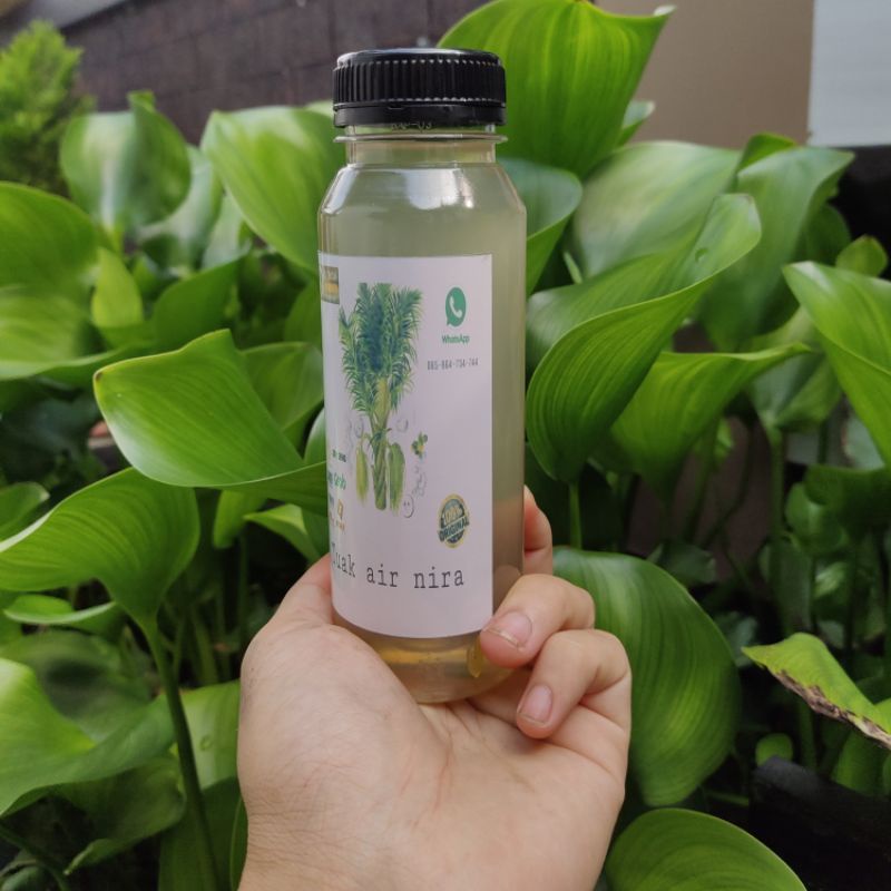 Jual jual air nira murni 250 ml air aren original | Shopee Indonesia
