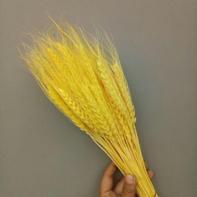 Jual Gandum kering / Bunga Gandum / Dried Flower / Gandum / Bunga ...