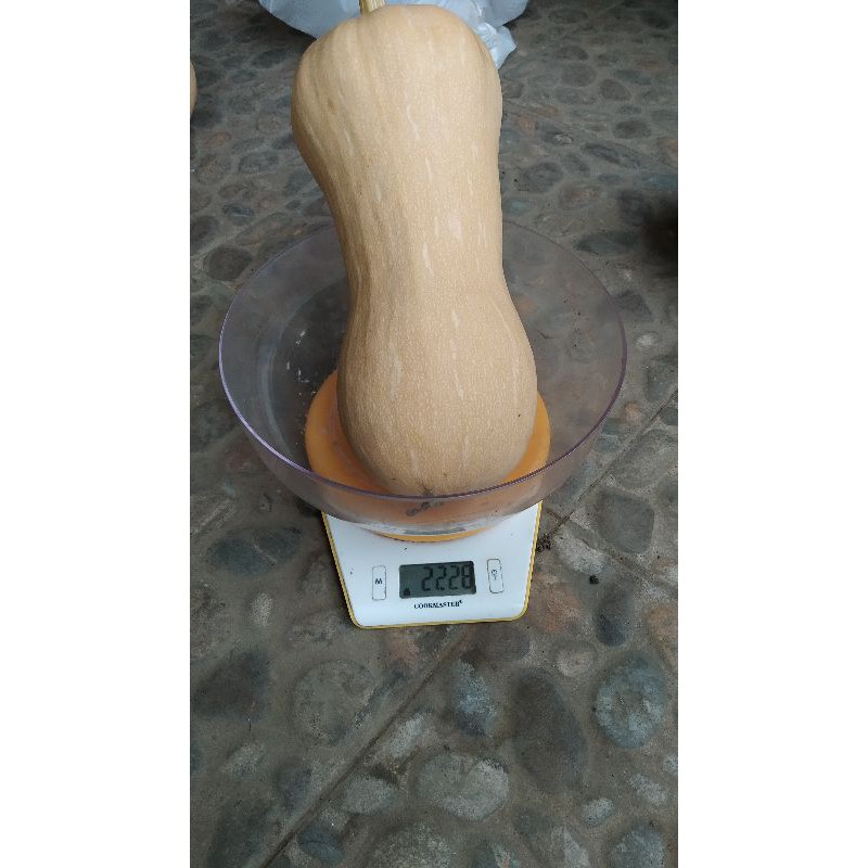 Jual Buah Labu Madu Panah Merah (Lokal) | Shopee Indonesia