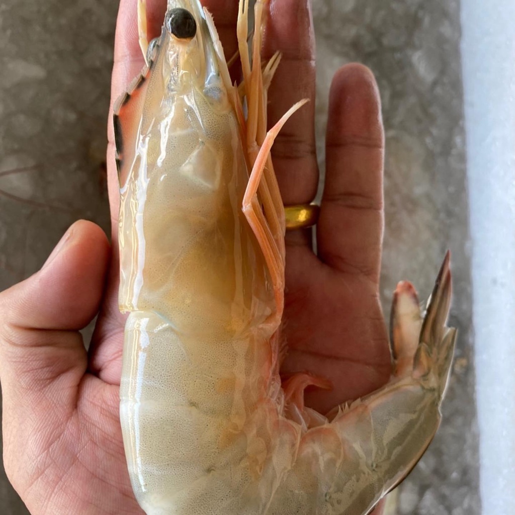 Jual Udang Peci Udang Jerbung Udang Laut Segar Fresh 1Kg | Shopee Indonesia
