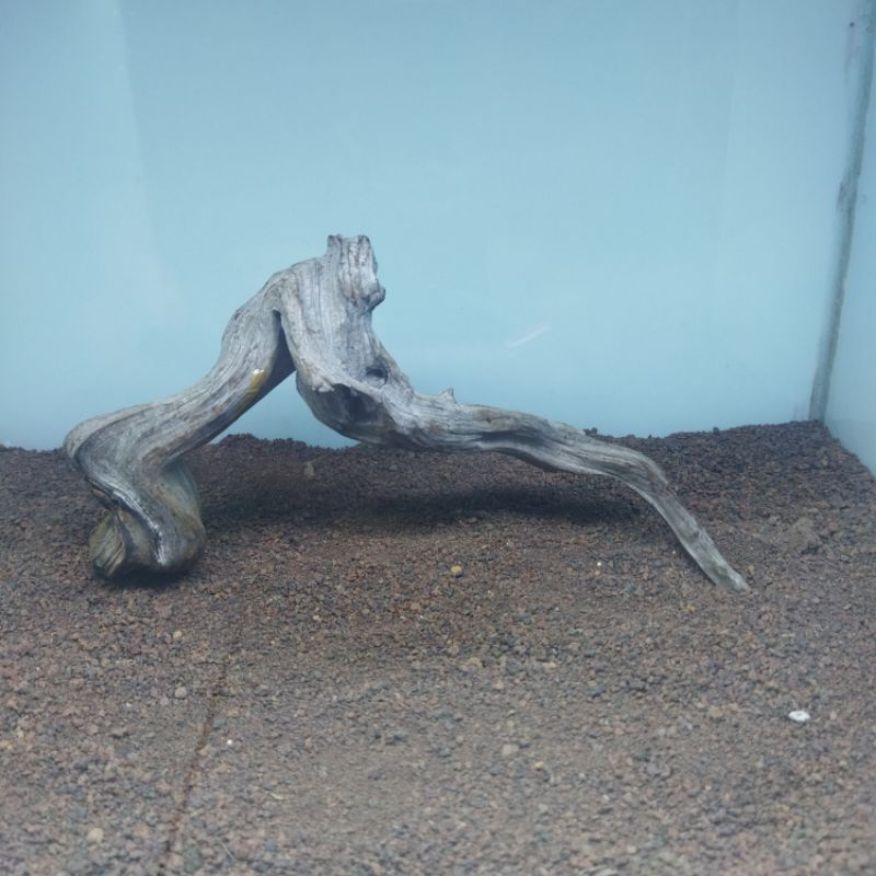 Jual kayu santigi akar santigi sentigi aquascape chana paludarium ...