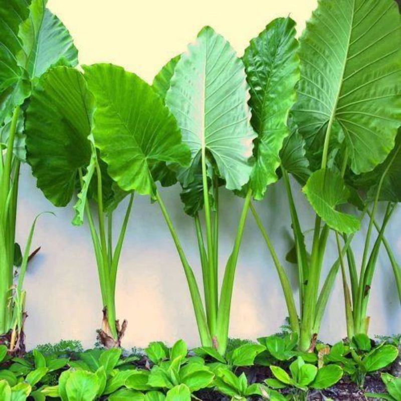 Jual Tanaman Hias Alocasia macrorrhizos giant/ sente hijau ukuran 1 m ...