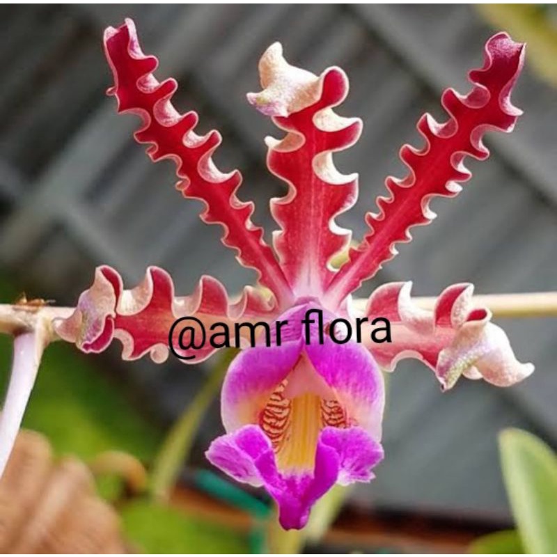 Jual new produk!! anggrek dendrobium red dragon sweet siap bunga ...