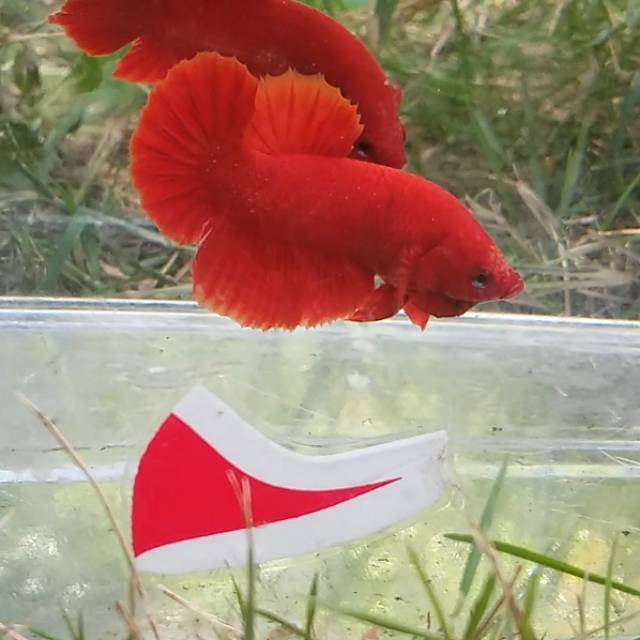 Jual Cupang plakat super red | Shopee Indonesia