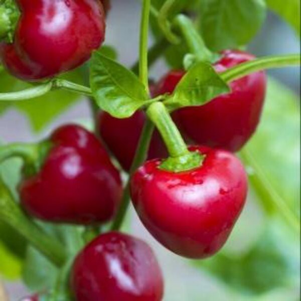 Jual Benih Bibit Cabe Manis Red Cherry Sweet 15 Biji Cabai Unik Haira ...