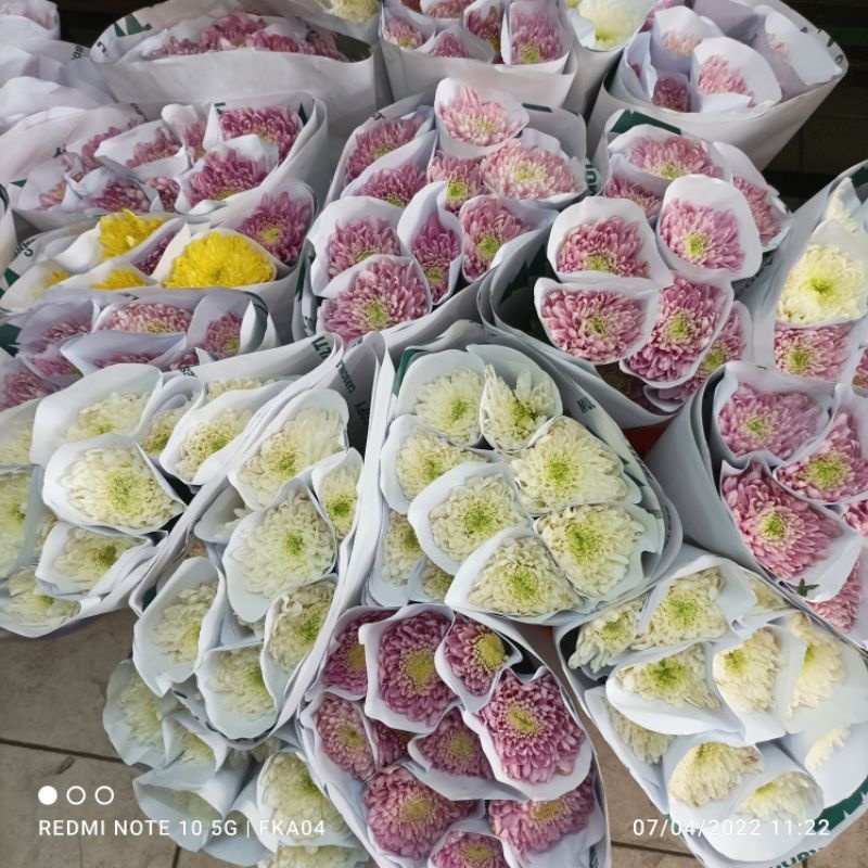 Jual Bunga Krisan Segar (Bunga Potong Segar Jakarta) | Shopee Indonesia