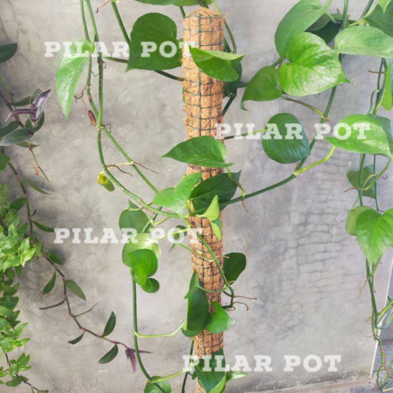 Jual Rambatan | turus peyangga tanaman rambat panjang 30cm - TURUS ...