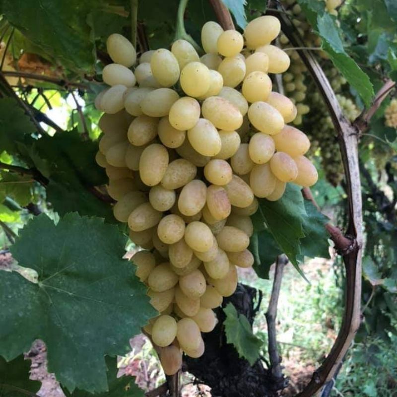 Jual Tanaman anggur variates Thomson Seedless (Non biji) | Shopee Indonesia