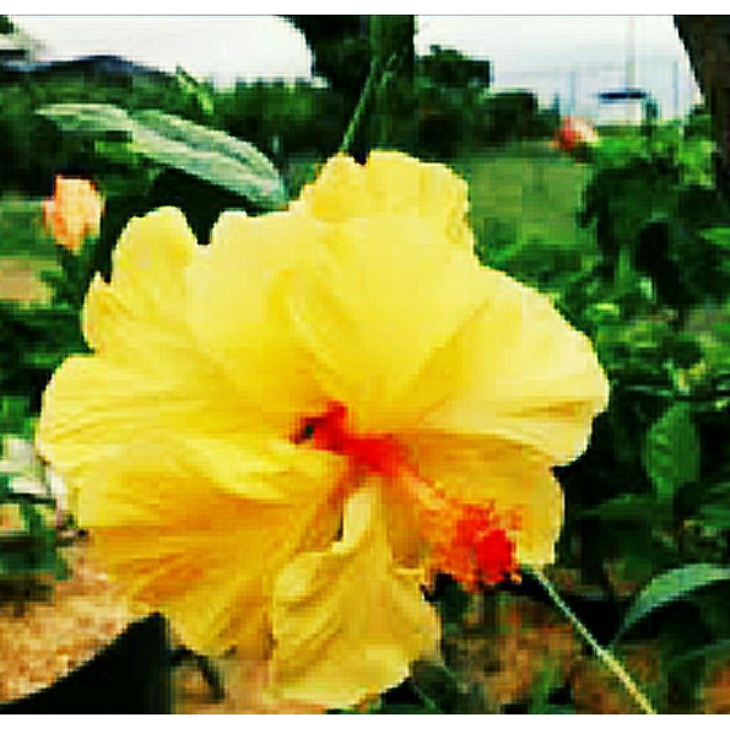 Jual TANAMAN BUNGA SEPATU WARNA KUNING |COD| KUALITAS SUPER GRADE A ...