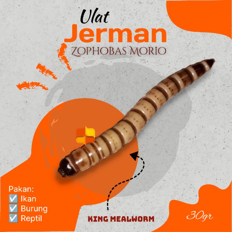 Jual Ulat Jerman (Super Worm) untuk burung, reptil & ikan | Shopee ...