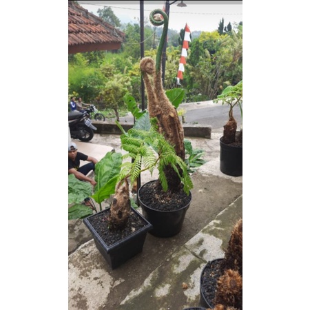 Jual Pakis Ekor Monyet dari Hutan Jawa Timur siap dikirim tanaman ...