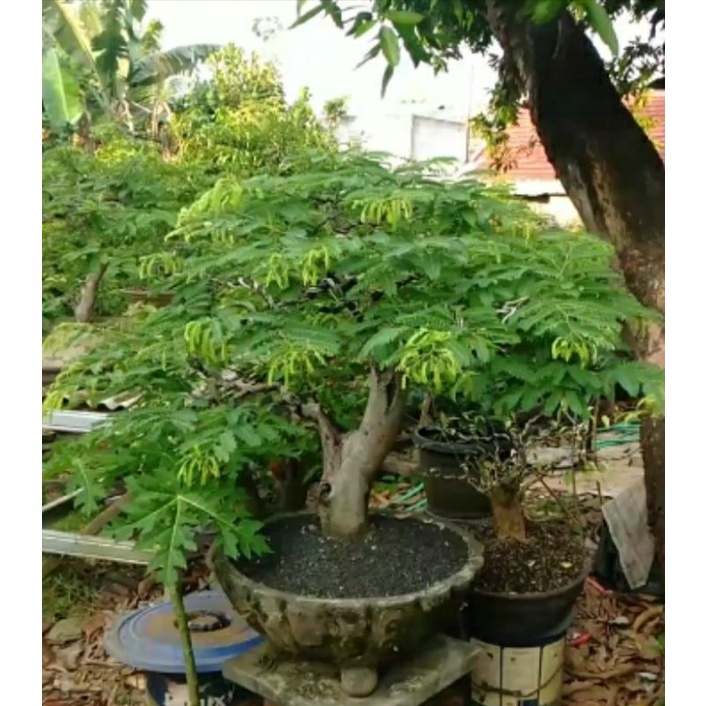 Jual Bonsai Asem Jawa | Shopee Indonesia