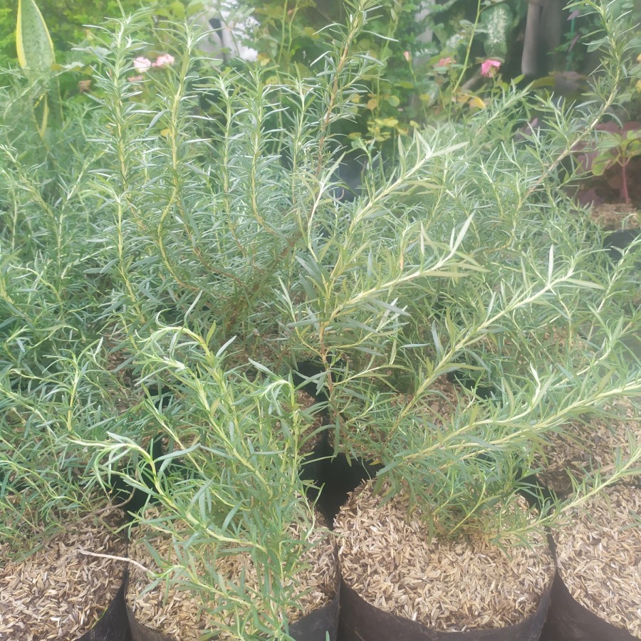 Jual Tanaman rosemary rimbun | Shopee Indonesia
