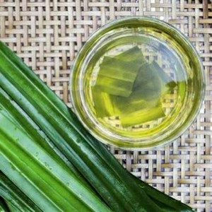 Jual Minyak Pandan / Pandan Oil | Shopee Indonesia